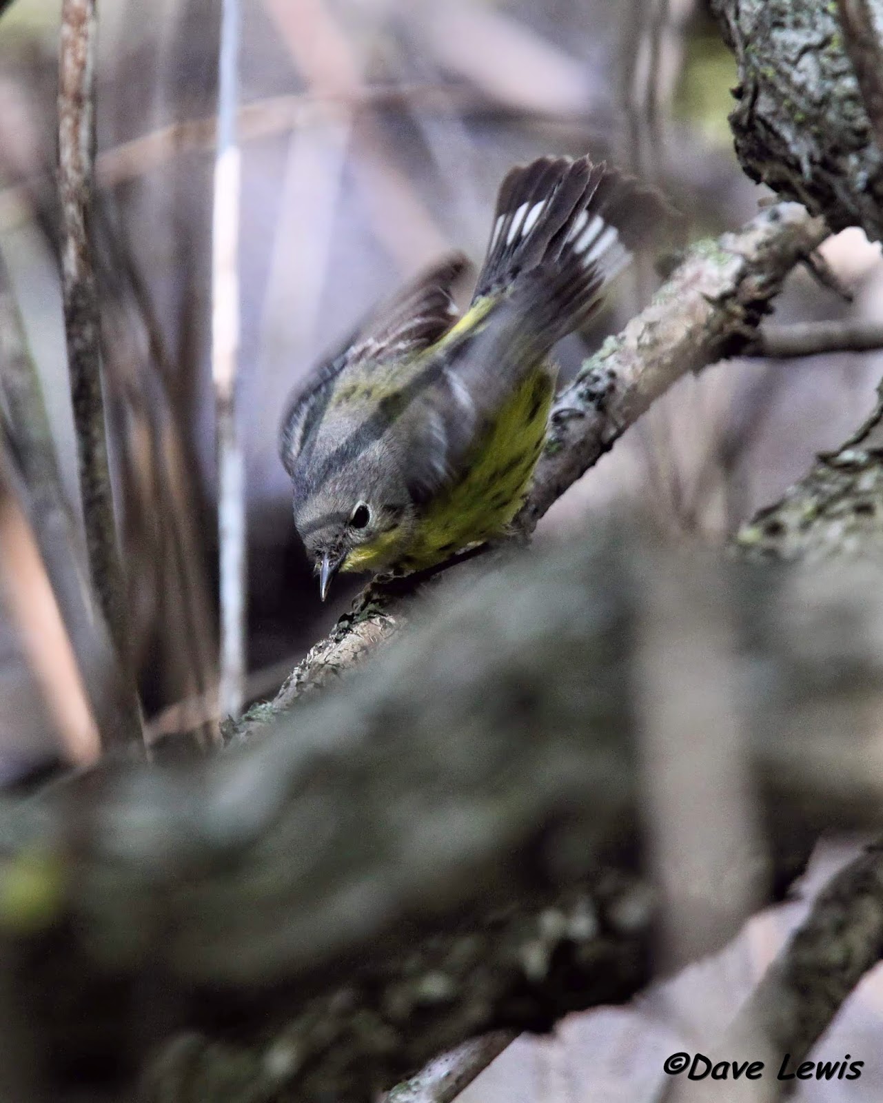 Birds from Behind : Magee Magnolia Madness of May...