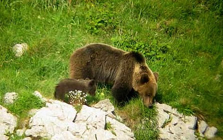 Abe's Animals: Cantabrian brown bear