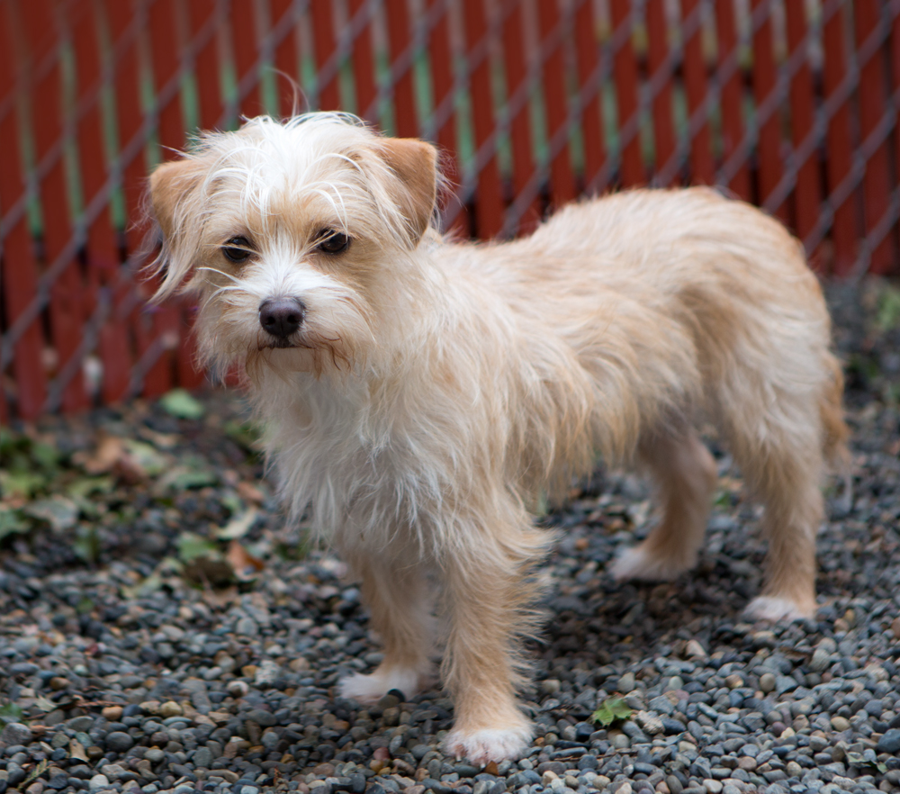 Shelter Dogs of Portland: "SAUERKRAUT" adorable terrier mix