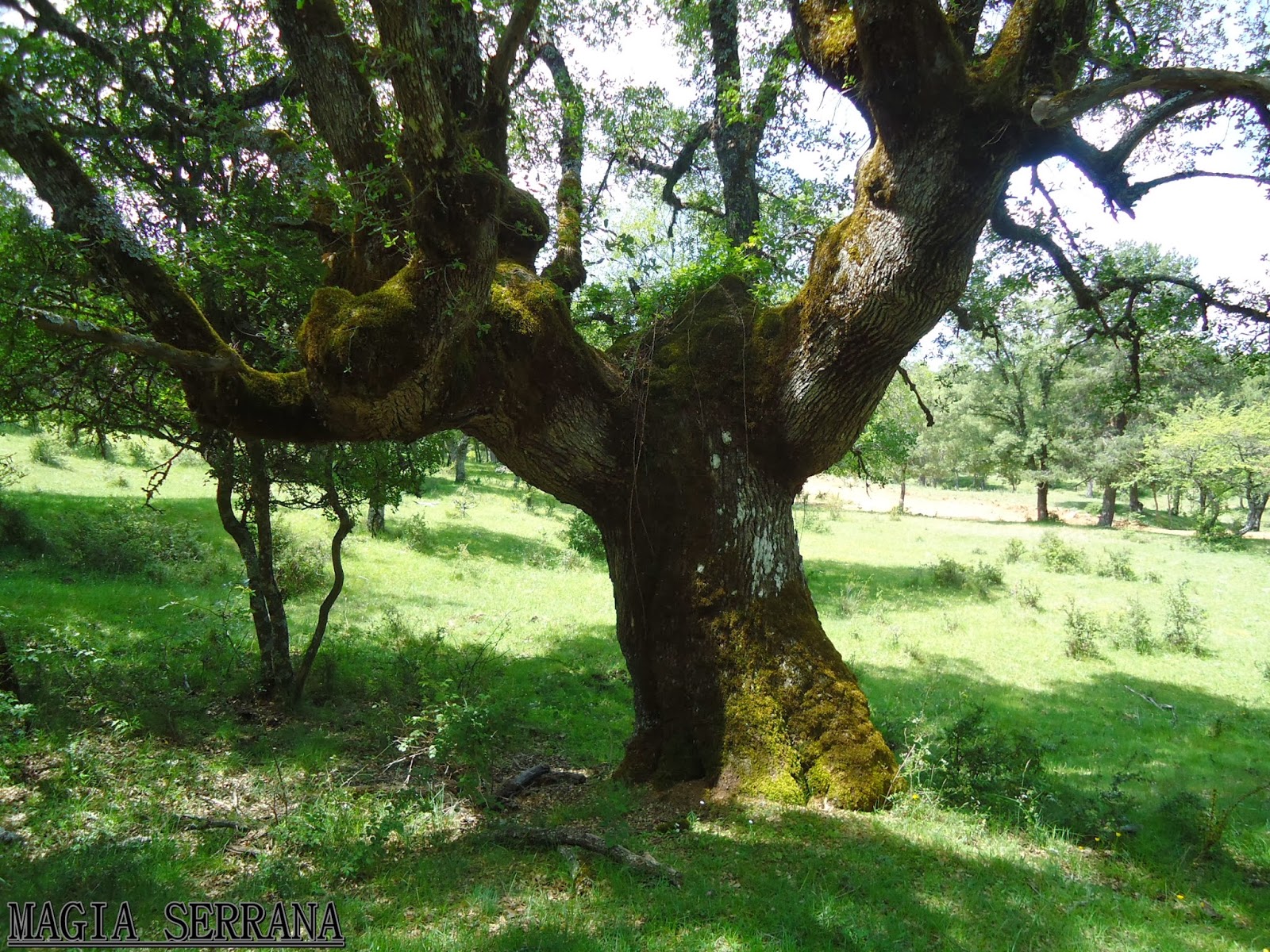 NUESTRO ROBLE, EL QUEJIGO (QUERCUS FAGINEA)