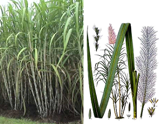 Herba & Tumbuhan: TEBU (saccharum officinarum) BUKAN SEKADAR AIR MANISAN