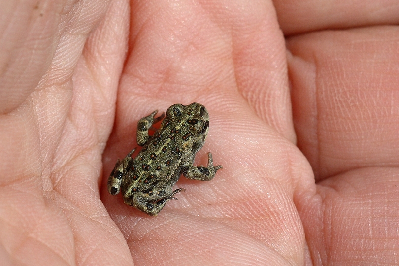 Crapaud calamite. | Musardage du côté de Trégunc