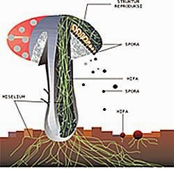 Manfaat Ganoderma dan Miselium ~ asa-knowledge