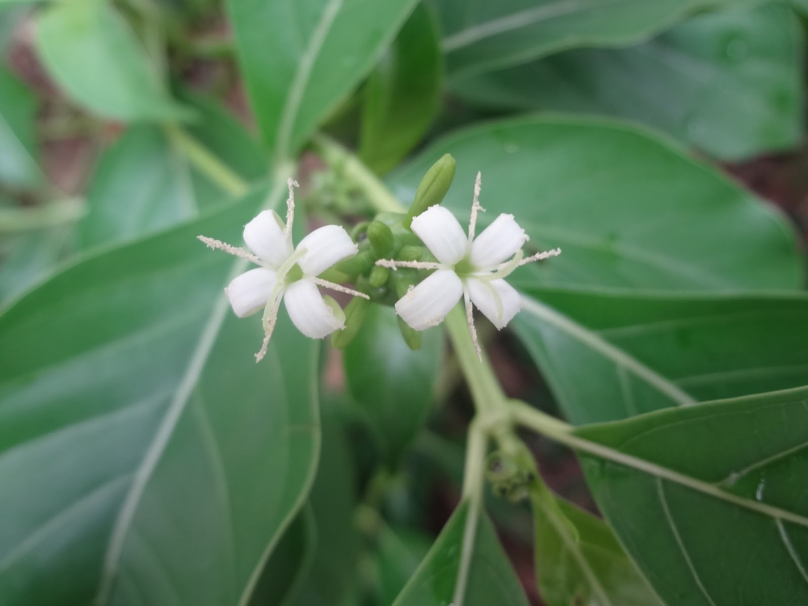 Petuapaje.blogspot.com: Bunga-bunga Putih Di Halaman Anugerah Alam