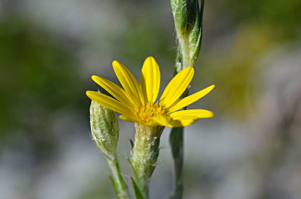 Space Coast Wildflowers: Wickham Park, September 2, 2013