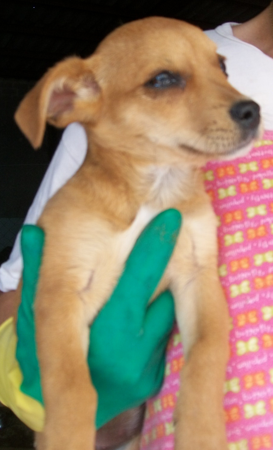 NOBLE GALGO: mayo 2011