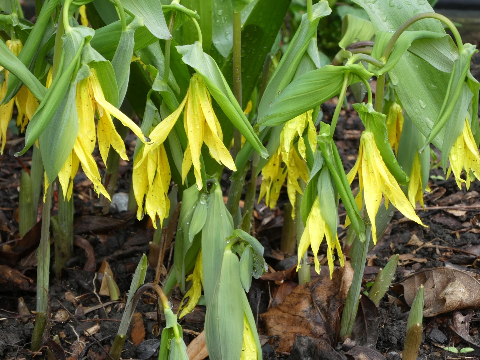 Alan Jolliffe: Uvularia grandiflora