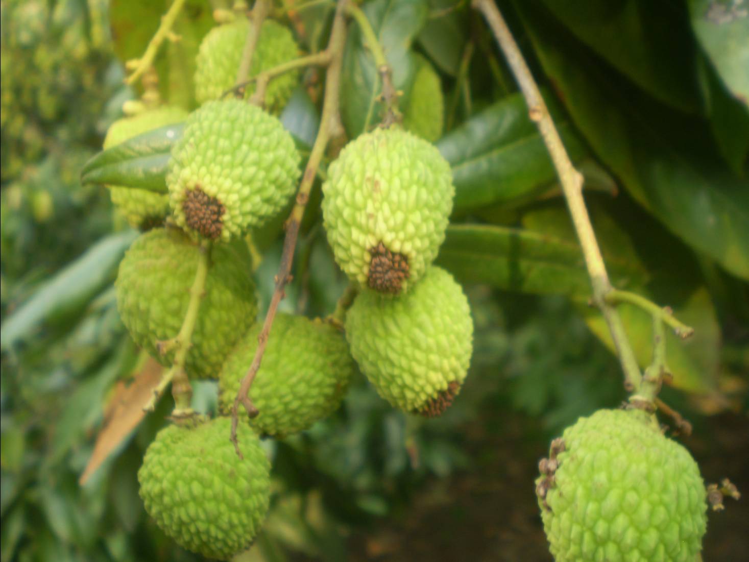 Dr. Md. Abul Khayer Mian: Litchi Cracking at Ishurdi Region of Bangladesh