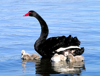 Cisne Negro y Sus Crias | Fotos De Todo Tipo De Animales