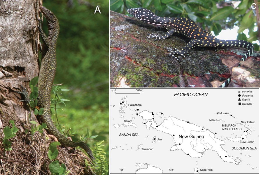 Species New to Science: [Herpetology • 2016] Varanus semotus • A New ...