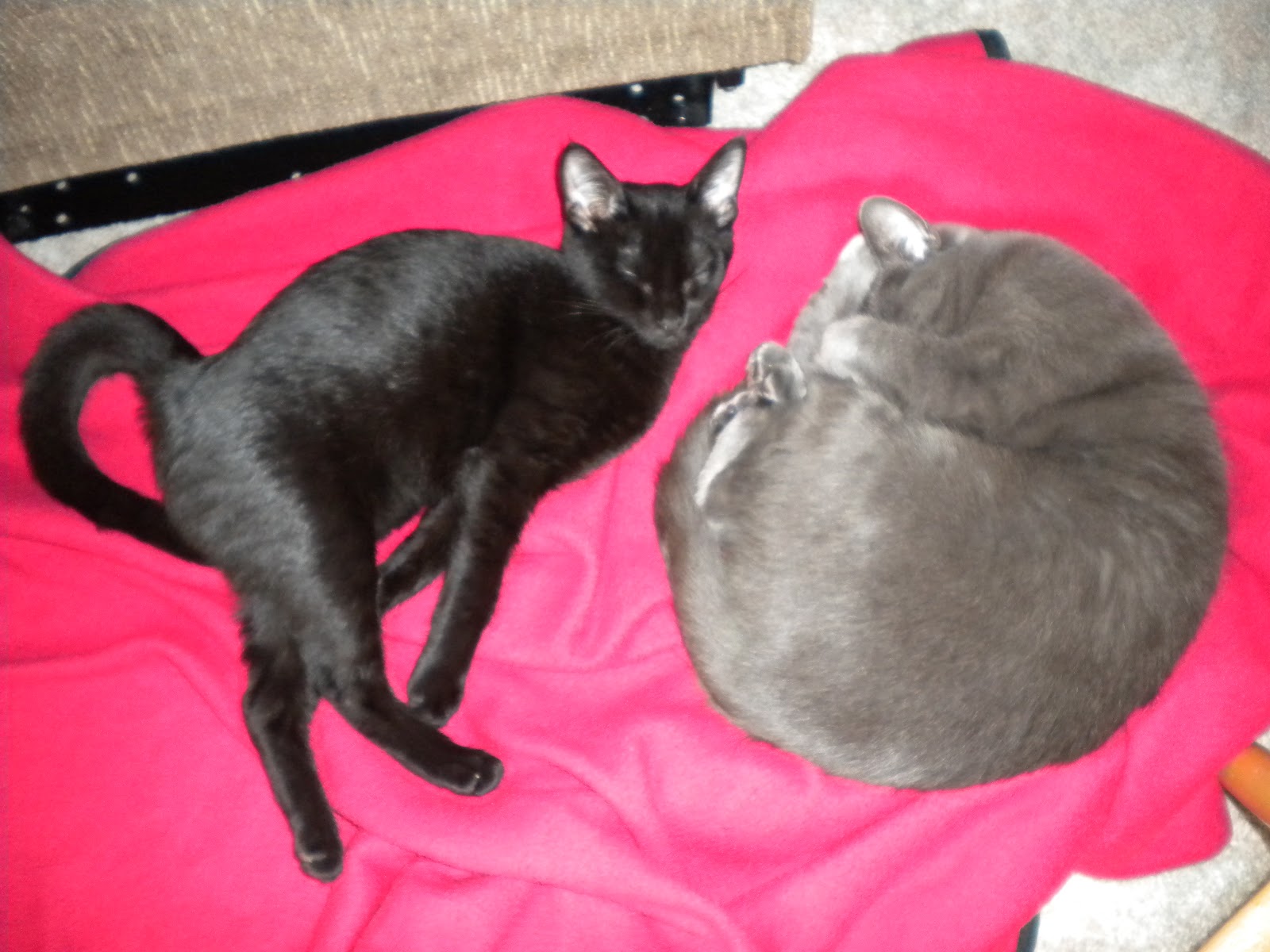 Life is Interesting: Dear Sami-cat: