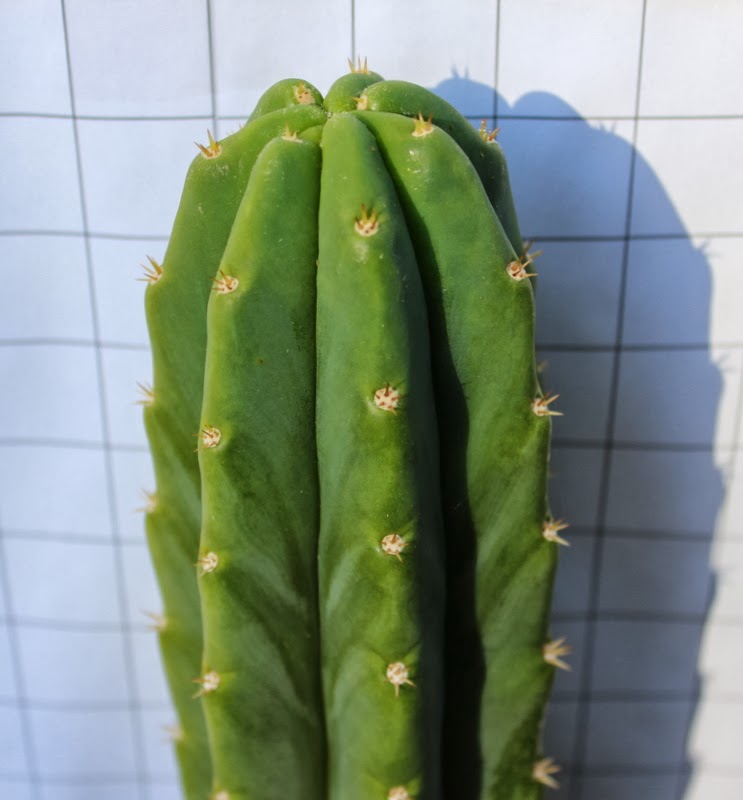 San Pedro Cactuses: Trichocereus pachanoi "PC"