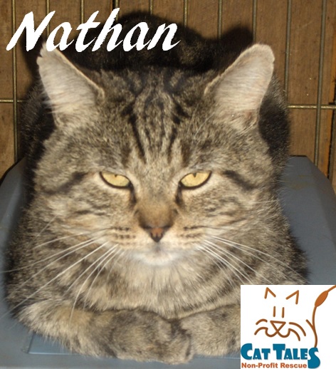 middletowneye: Cat Tales ~ Cat of the Week ~ Nathan