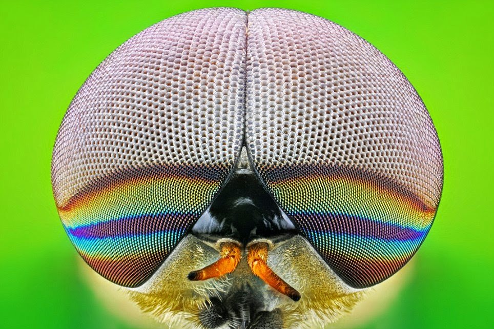 Fotógrafo muestra a los insectos como nunca antes los viste - Seamos ...