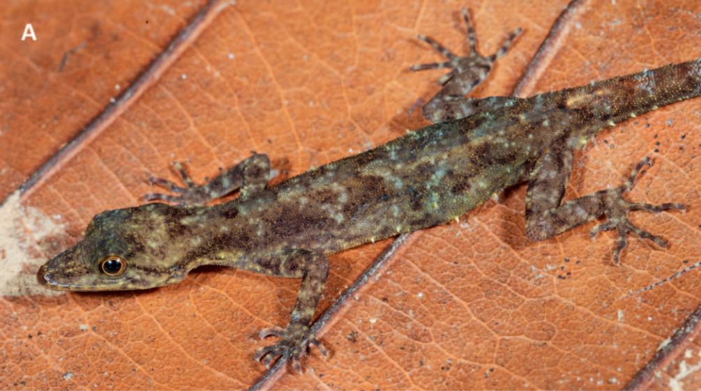 5 Cicak Jenis Baru dari Sumatra - Biologizone