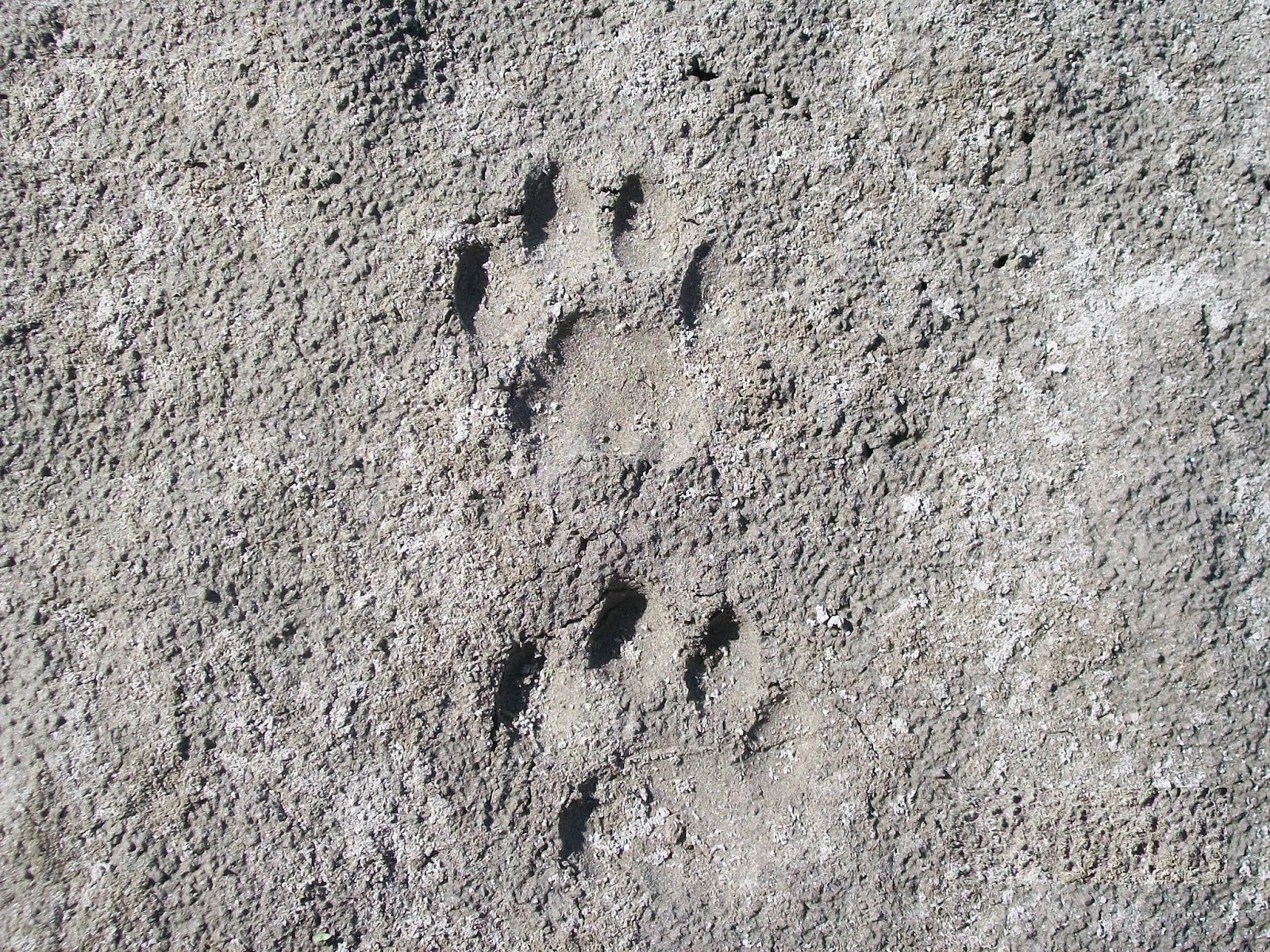 Pugmark-Heydays Tiger Tracking Method of Colonial India