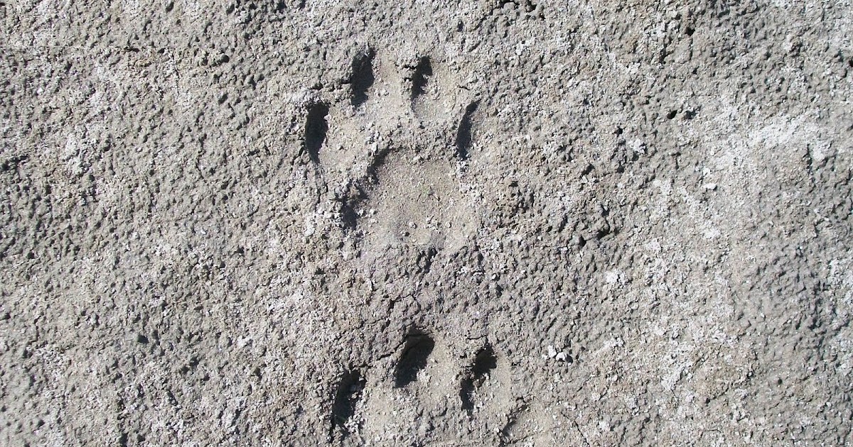 Pugmark-Heydays Tiger Tracking Method of Colonial India