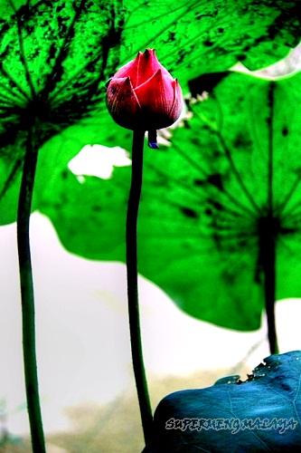 SUPERMENG MALAYA: Taman Bunga Raya Kuala Lumpur