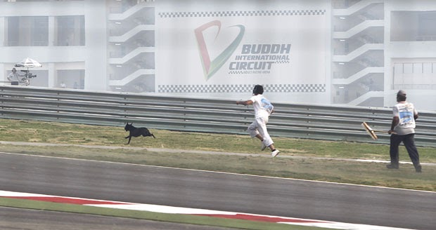 FREE SPIRIT: Stray dog takes pole position at the F1 Indian GP.
