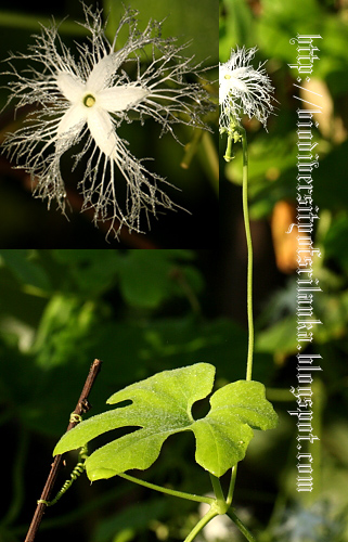 Biodiversity of Sri Lanka: දුම්මැල්ල/කුනුමැල්ල/පතෝල[Dum-mella/Kunu ...