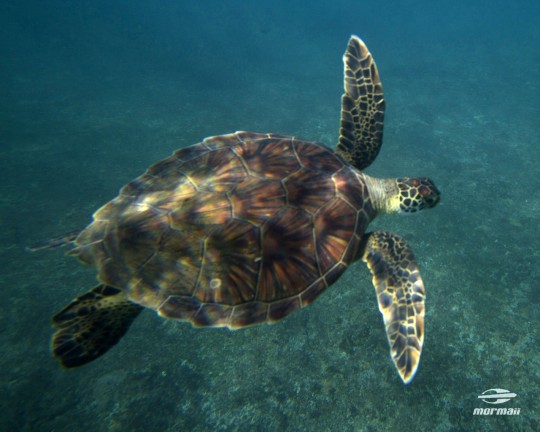 Polynesian: Images of Polynesian Animals