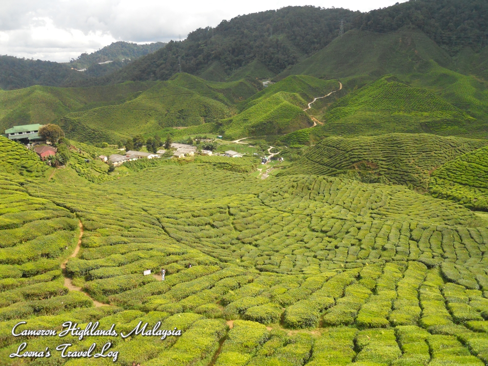 Leena's Travel Log: Cameron Highlands 2012 : 2 days 1 Night Trip