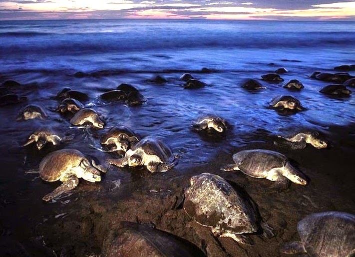 The Flying Tortoise: The Flying Tortoise's Cousins, The Ridley Sea ...