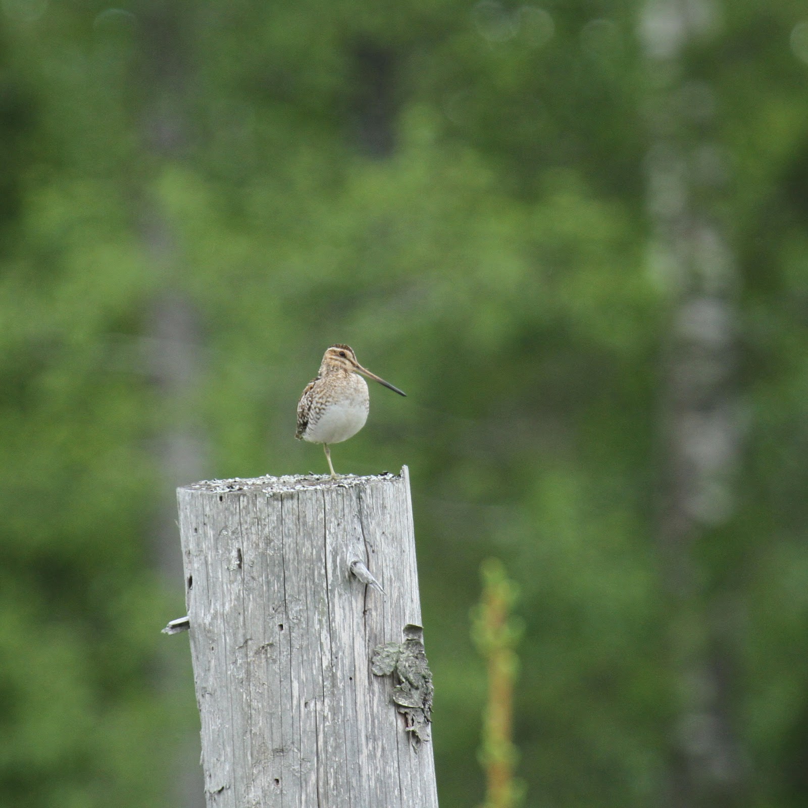 Estonian Nature Tours: A short break of during the first week to ...