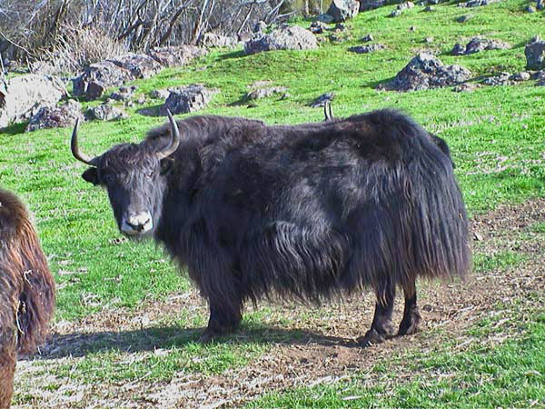 The Beauty Of The Yak