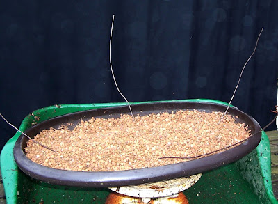 MiKo Bonsai: Larch Group re-pot