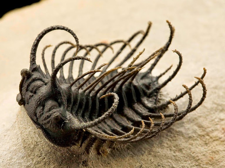 bensozia: Trilobite