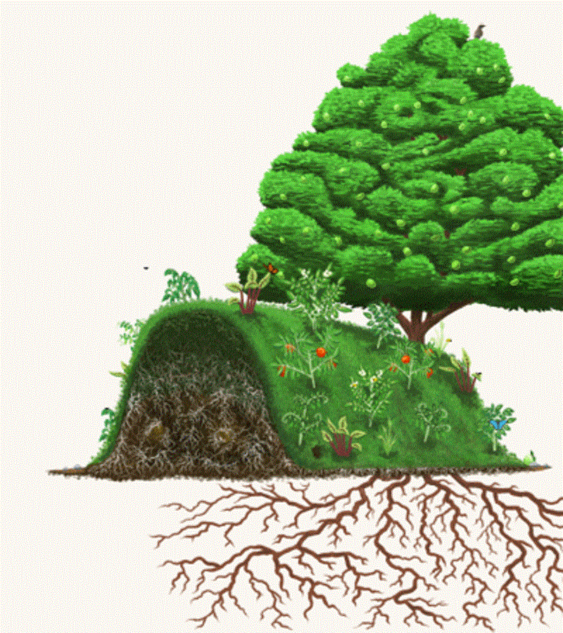 Update from Falcon Creek: Our experience with Permaculture