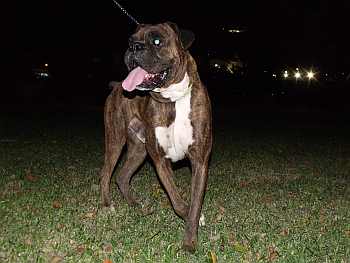 ADOPCIONES PERU - ELLOS ESPERAN POR TÍ: Por un hogar PARA ROCKY! Boxer ...