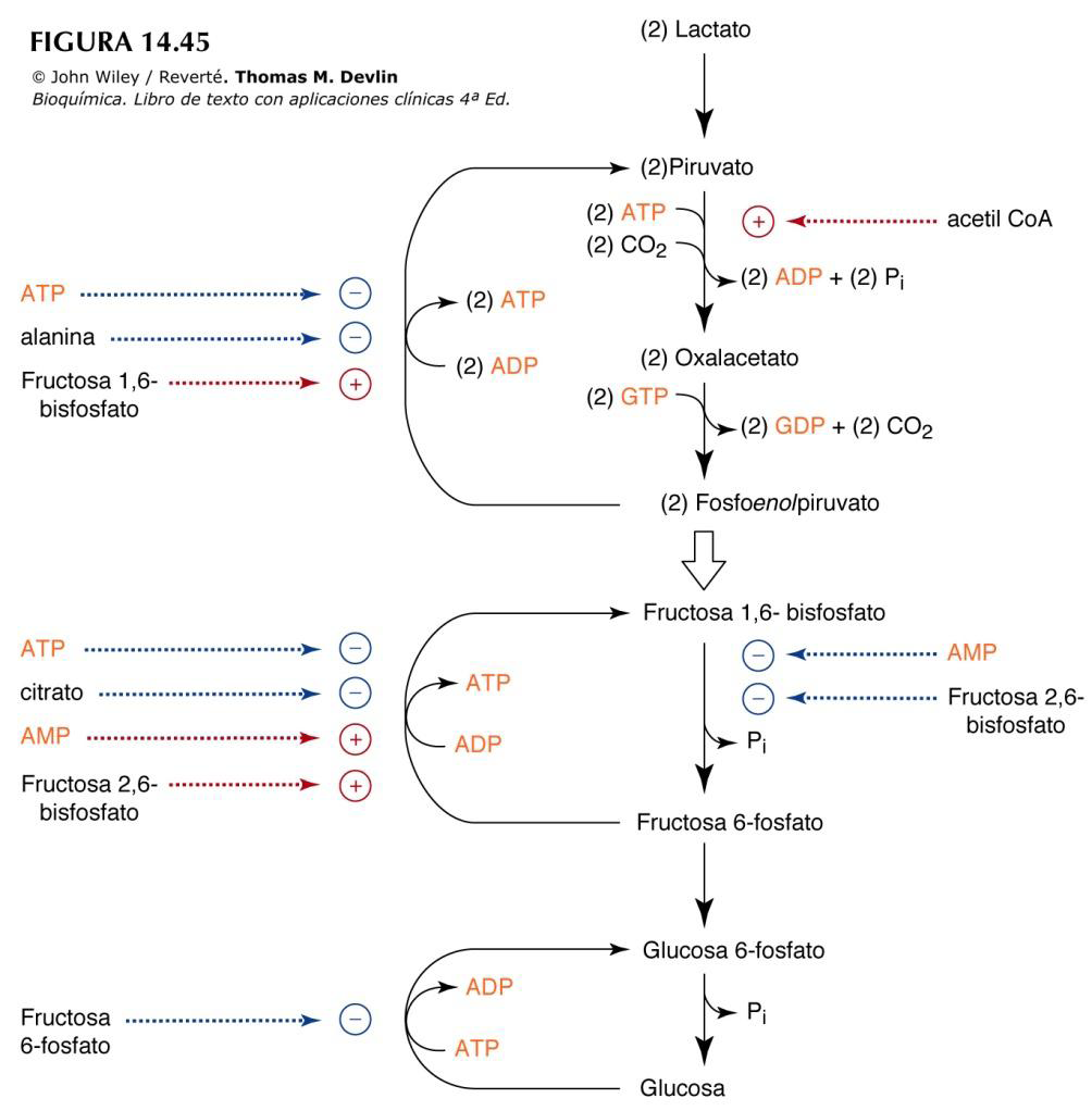 Bioquímica: Gluconeogénesis