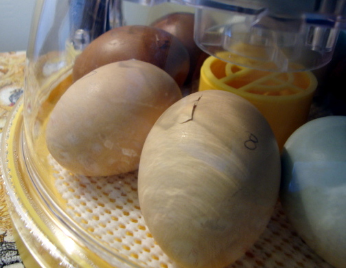 Let's Hatch Chicks! A Day-by-Day Egg Hatching Tutorial - Fresh Eggs ...