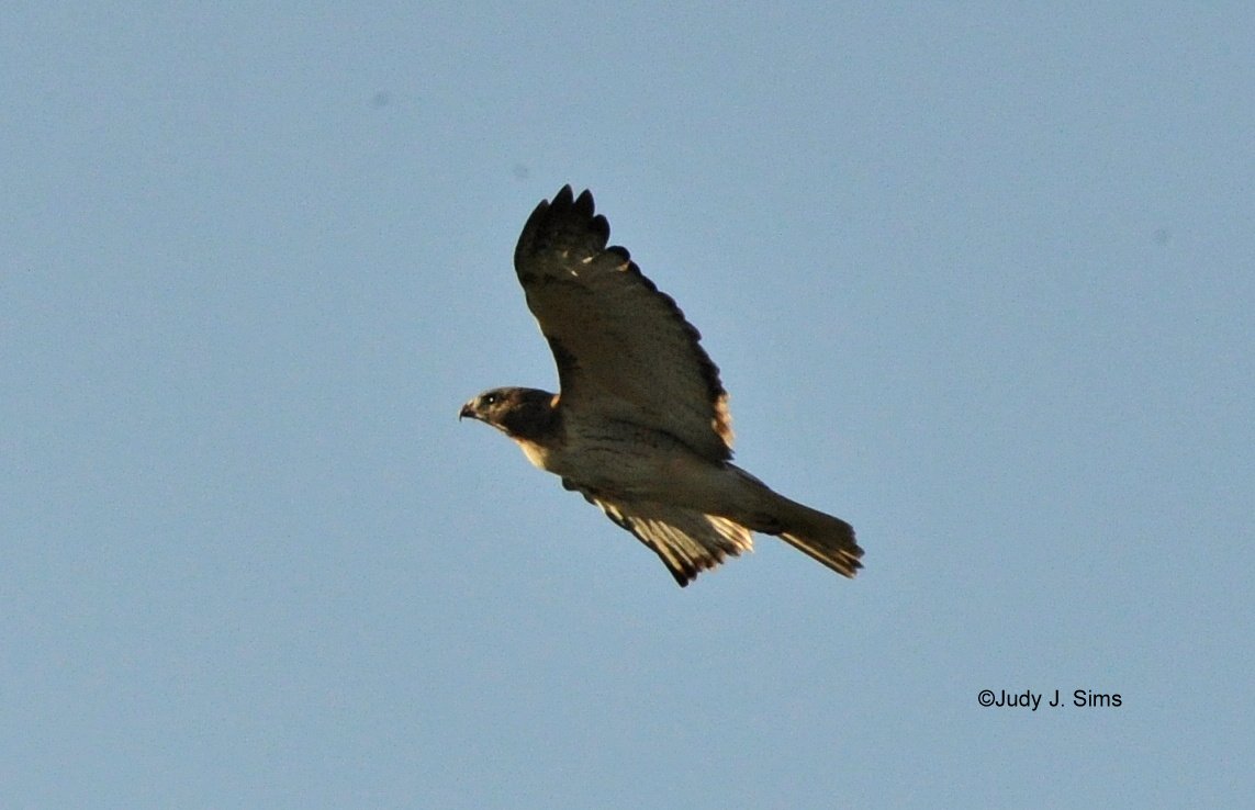 East Texas Birder on The Move: Hawks