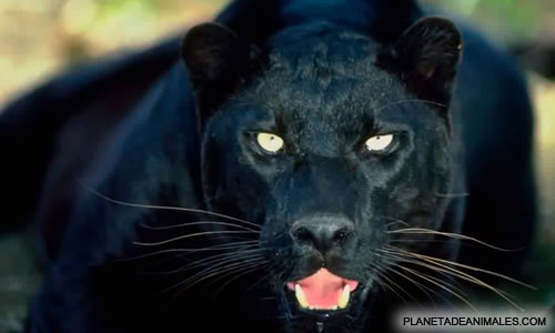 Animales en peligro de extinción: Pantera negra