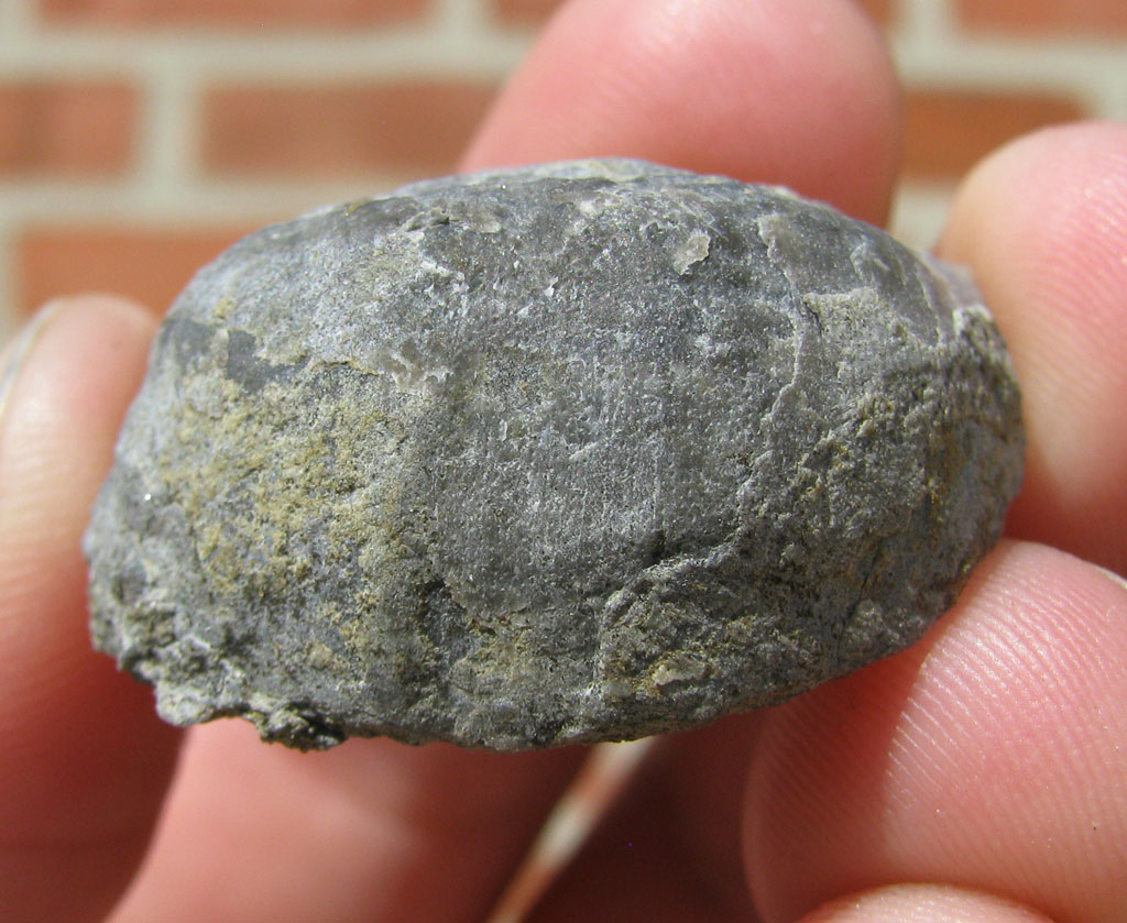 Views of the Mahantango: Leptaena rhomboidalis brachiopod from the ...