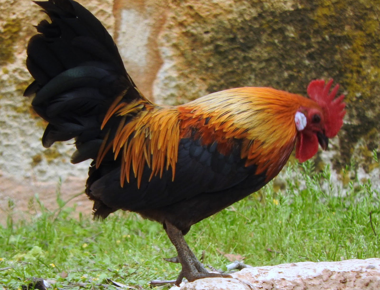 Travel with the Slivas: LBJ State Park-Living History Farm, Stonewall, TX