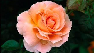 inkspired musings: A Crafty Rosy Day