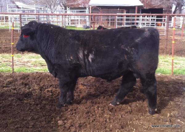 Z-N-T Cattle Co.: Working Bull for the Working Man