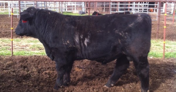Z-N-T Cattle Co.: Working Bull for the Working Man