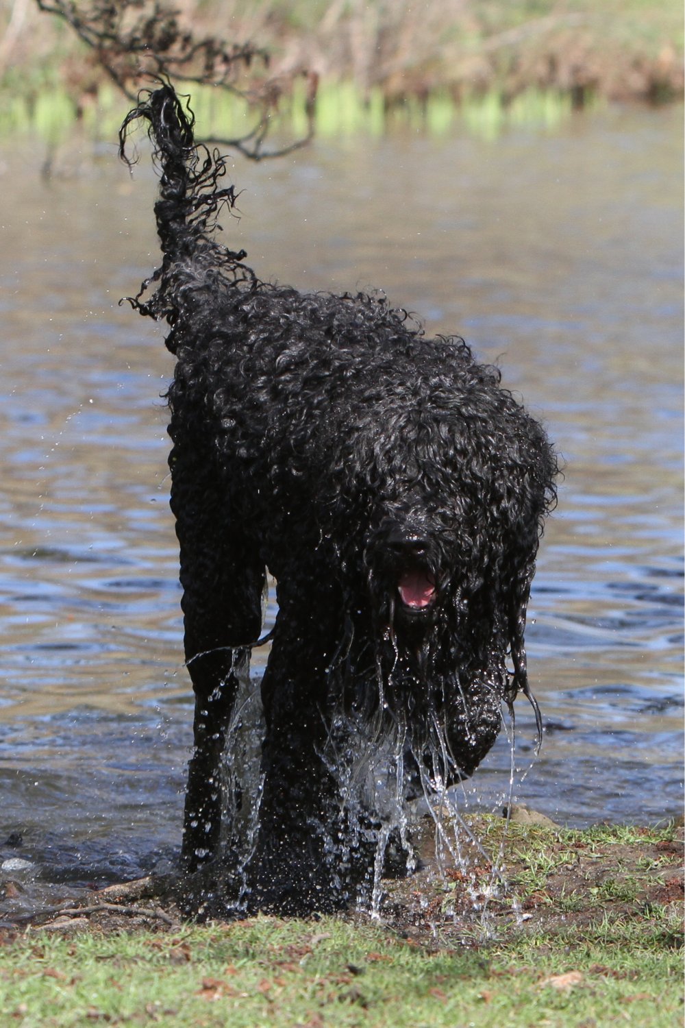 Novaforesta Barbets: French Water dogs, Betsy and Bepop