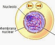 aulabiogeotoni: 2º BACH. Solución ciclo celular 3