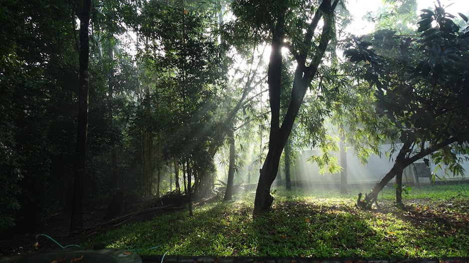 Varapuzha: Mass timings