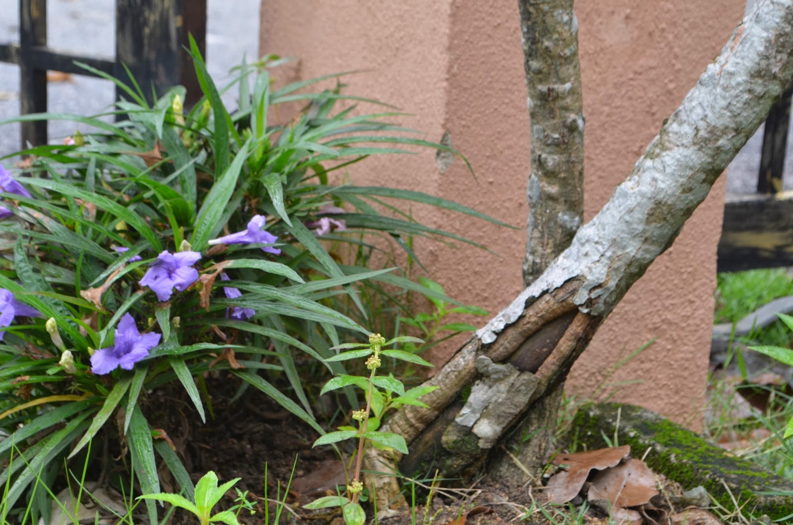 from my garden: Plumeria / frangipani / pokok bunga kemboja