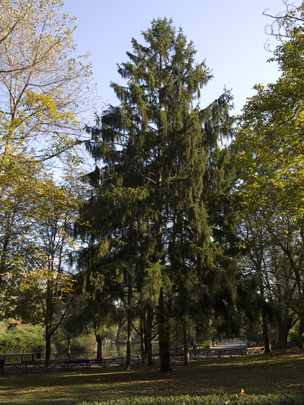 Paseos por la naturaleza: Picea abies. Pícea común.
