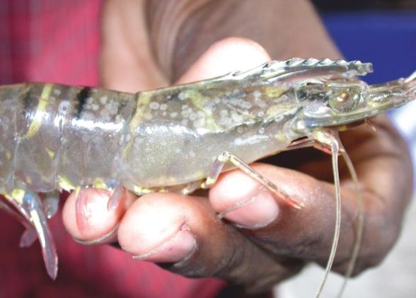Shrimp Disease control - Aquatic Animal Disease Report