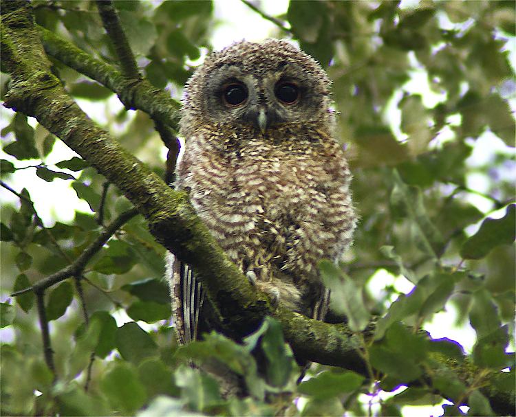 Los Cárabos han criado en mi pueblo