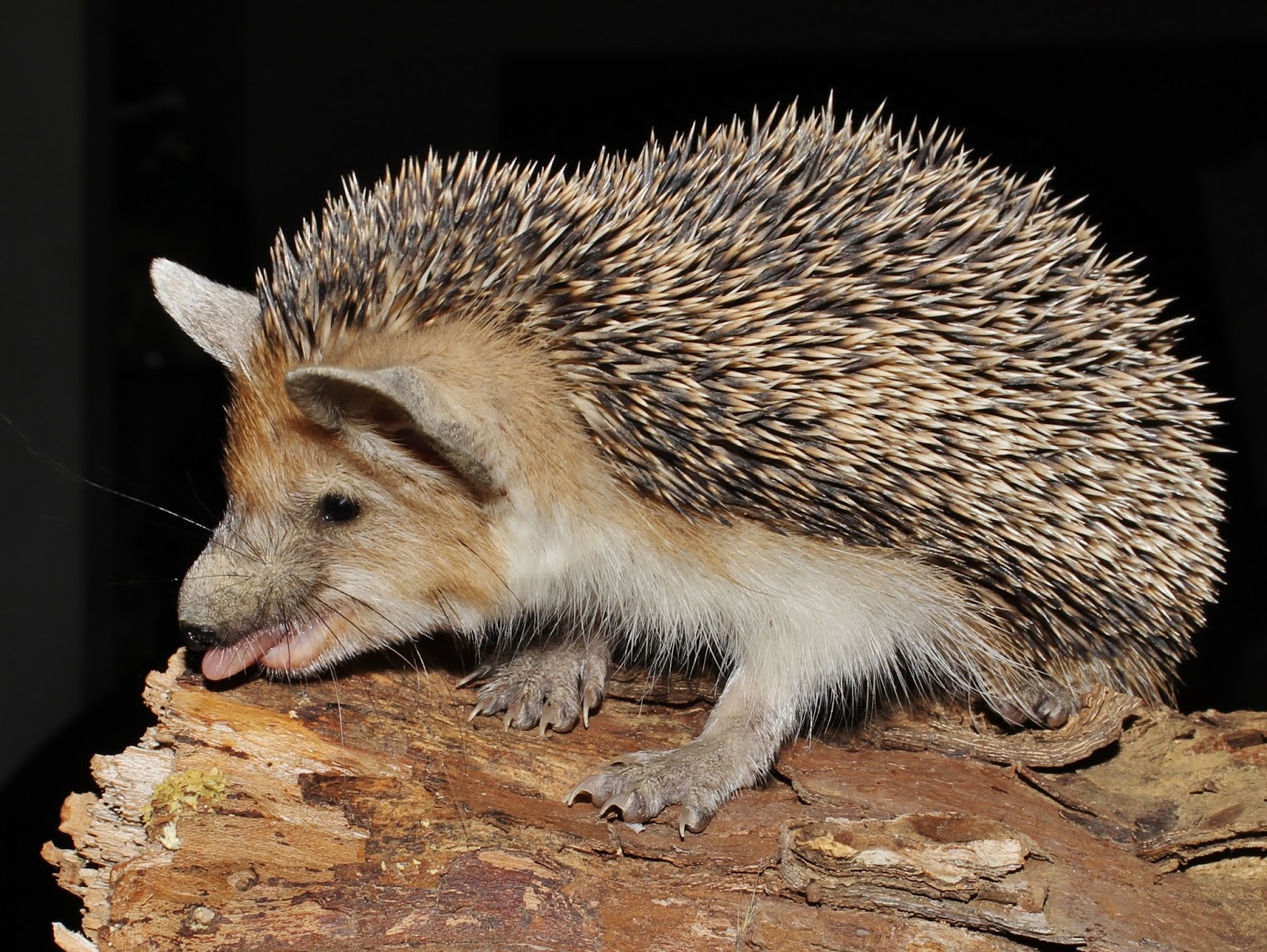 Biodiversity of Cyprus by NGO Protection of the Natural Heritage and ...